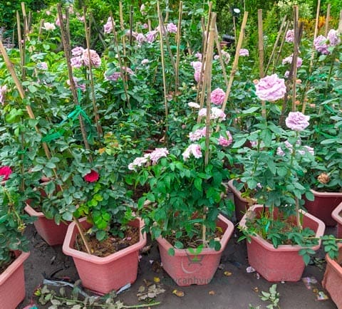 Hoa Hồng Tím Khói HCM hàng đẹp - Cây Cảnh Việt
