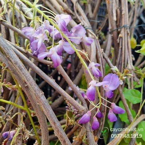 Cây Tử Đằng | Đặc Điểm, Ý Nghĩa, Cách Trồng Và Chăm Sóc