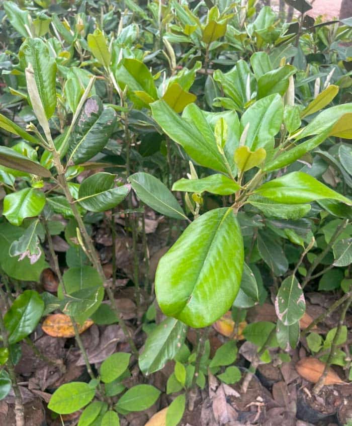 Cây Sen Đất | Đặc điểm, ý nghĩa, cách trồng và chăm sóc - Cây Cảnh Việt