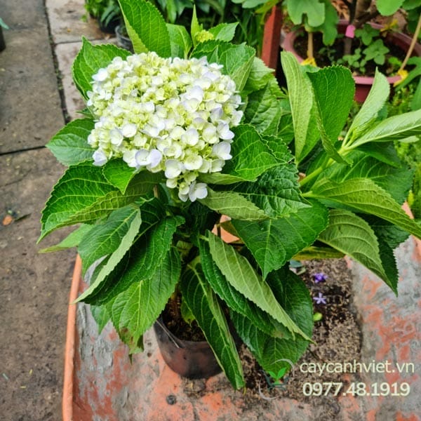 Cây Cẩm Tú Cầu nhiều màu sắc, hàng sẵn có - Cây Cảnh Việt